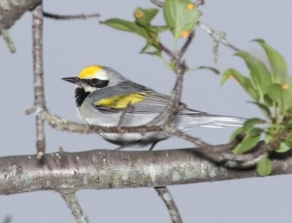 10 Small Birds with a Black Mask: Discover Their Charm!