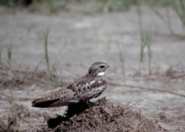 22 Birds That Eat Wasps And Bees: Nature's Pest Control!