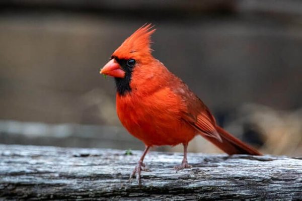 17 Birds That Look Like Cardinals (The Ultimate Guide!)