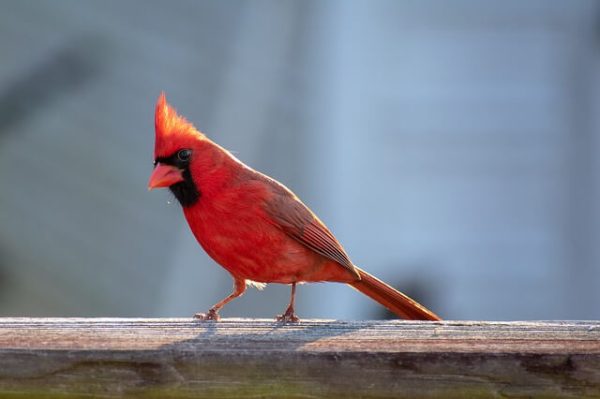 38 Most Common Birds in Alabama: The Ultimate Guide!