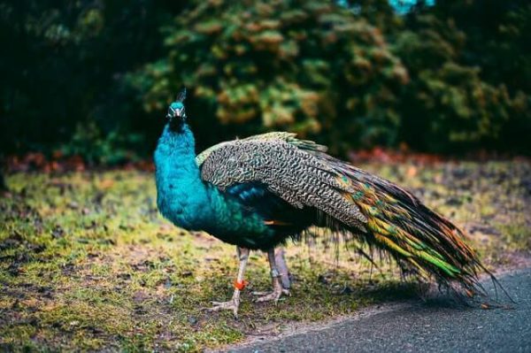17 Birds That Bring Good Luck: Discover Winged Charms!