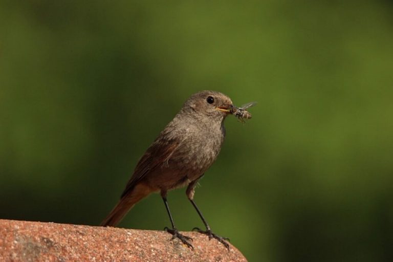 22 Birds That Eat Wasps And Bees: Nature's Pest Control!