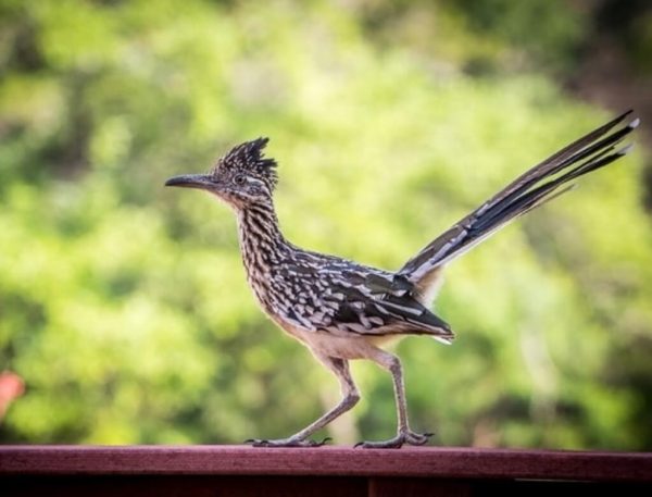35 Fun Facts About Roadrunners That Will Blow Your Mind!