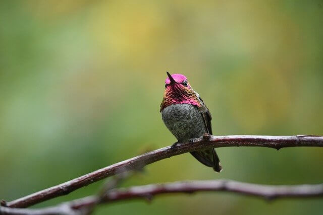22 Birds That Eat Wasps And Bees: Nature's Pest Control!