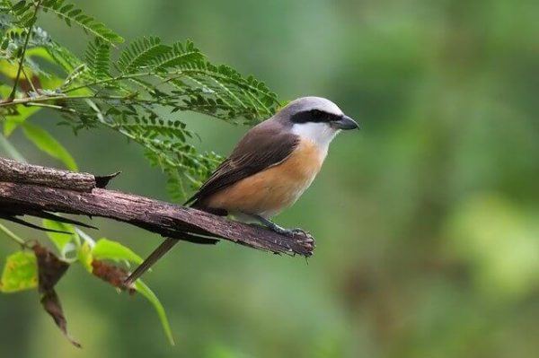 26 Birds That Attack Other Birds (with Photos, ID & Info)