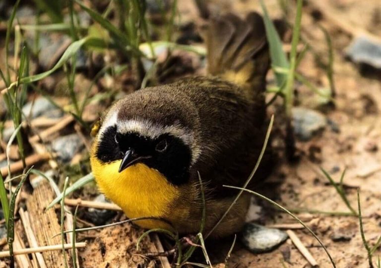 10 Small Birds with a Black Mask: Discover Their Charm!