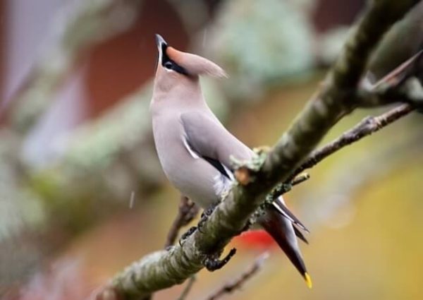 10 Small Birds with a Black Mask: Discover Their Charm!