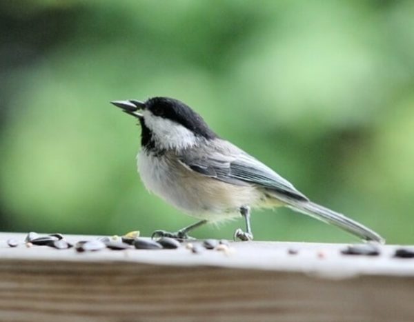 10 Small Birds with a Black Mask: Discover Their Charm!