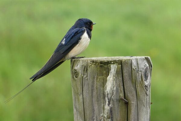 52 Most Common Birds in Colorado: The Ultimate Guide!