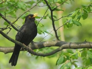 22 Birds That Eat Wasps And Bees: Nature's Pest Control!
