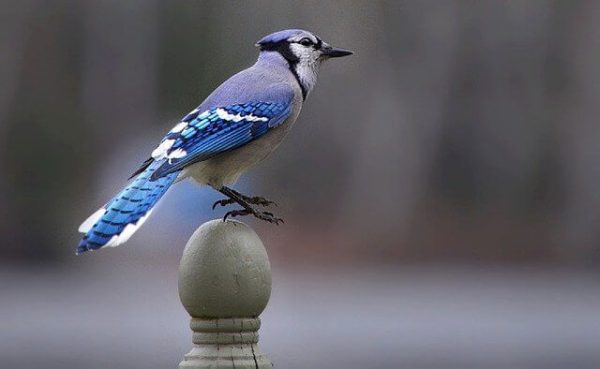 52 Most Common Birds in Colorado: The Ultimate Guide!
