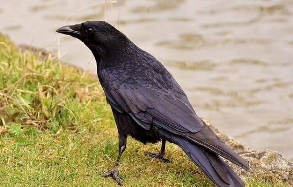 26 Birds That Attack Other Birds (with Photos, ID & Info)
