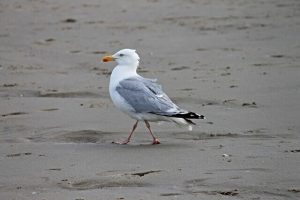 21 Amazing Facts About Seagulls: 2026 Update!