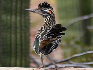 35 Fun Facts About Roadrunners That Will Blow Your Mind!