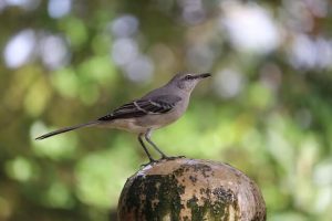 22 Birds That Eat Wasps And Bees: Nature's Pest Control!