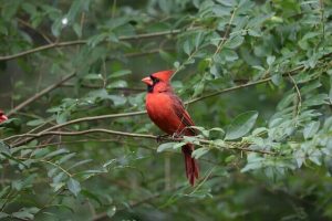 37 Most Common Birds in Arkansas: The Ultimate Guide!