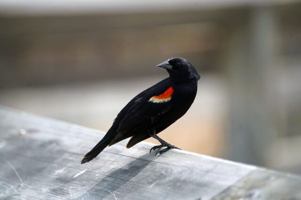 26 Birds That Attack Other Birds (with Photos, ID & Info)
