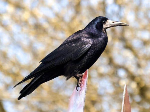26 Birds That Attack Other Birds (with Photos, ID & Info)