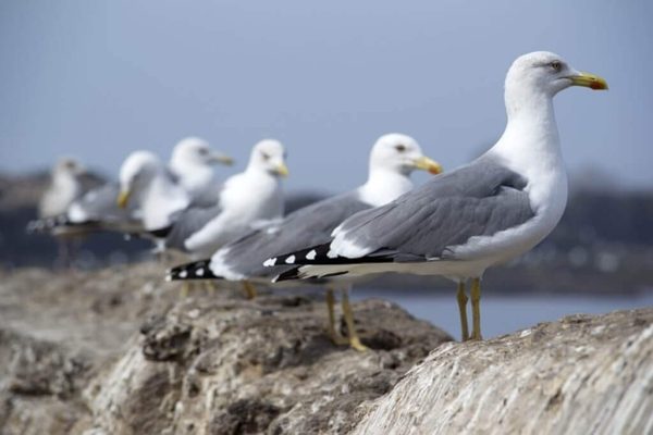 21 Amazing Facts About Seagulls: 2026 Update!
