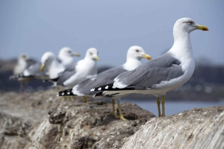 21 Amazing Facts About Seagulls: A Comprehensive Look!
