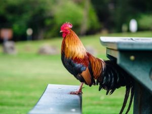 17 Birds That Bring Good Luck: Discover Winged Charms!