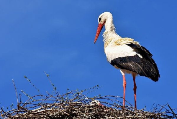 17 Birds That Bring Good Luck: Discover Winged Charms!