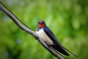 17 Birds That Bring Good Luck: Discover Winged Charms!