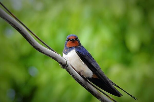 17 Birds That Bring Good Luck: Discover Winged Charms!