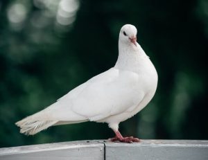 17 Birds That Bring Good Luck: Discover Winged Charms!