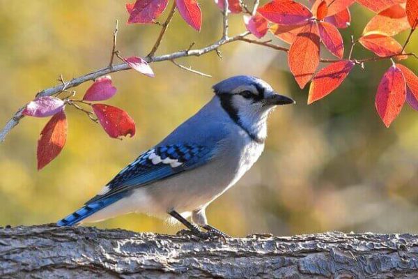 34 Most Common Birds in Massachusetts: Ultimate Guide!