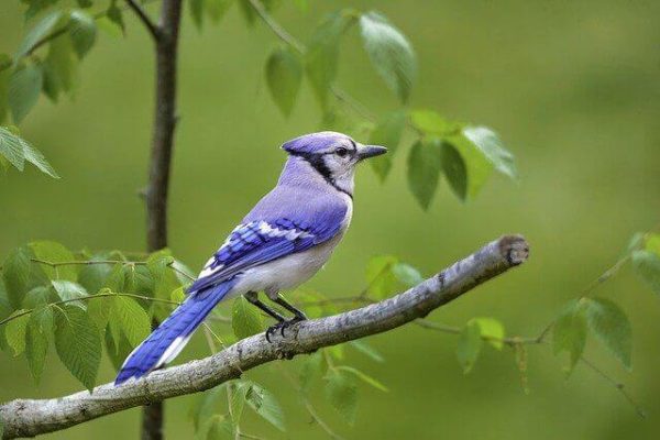 20 Birds That Eat Gypsy Moths (Gobbling Up The Problem!)