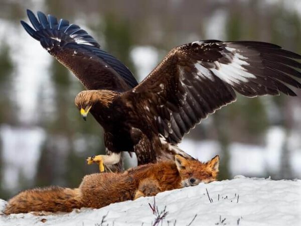 60 Interesting Facts About Golden Eagles: Let's Dive In!