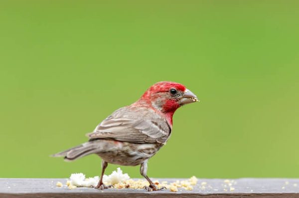 34 Most Common Birds in Massachusetts: Ultimate Guide!