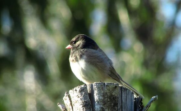 40 Most Common Birds in Montana: The Ultimate Guide!