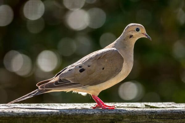 34 Most Common Birds in Massachusetts: Ultimate Guide!