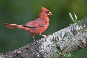62 Most Common Birds in Missouri: The Ultimate Guide!
