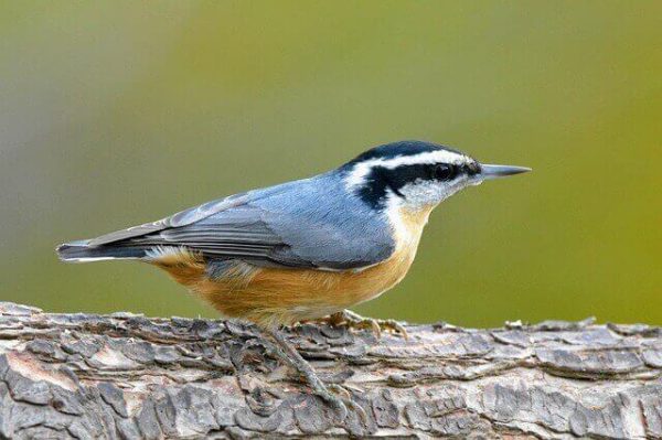 40 Most Common Birds in Montana: The Ultimate Guide!