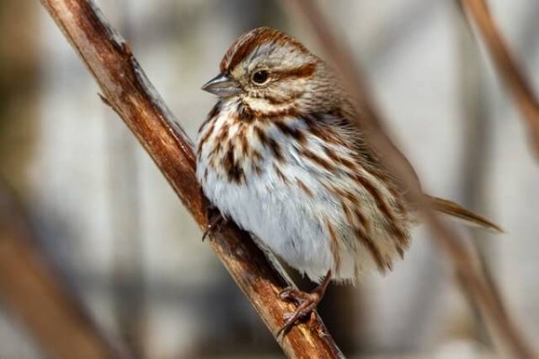 34 Most Common Birds in Massachusetts: Ultimate Guide!