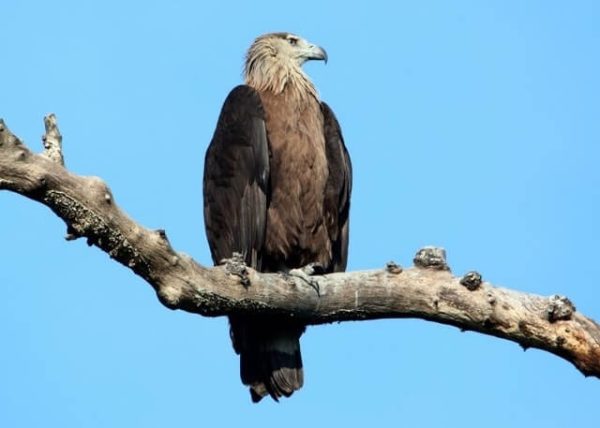 12 Birds of Prey That Eat Fish: An In-Depth Exploration!