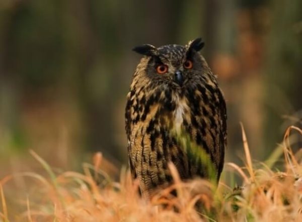 10 Birds That Bring Bad Luck: Superstitious Beliefs!