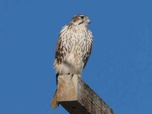 60 Facts About Prairie Falcons: Join Us in the Discovery!