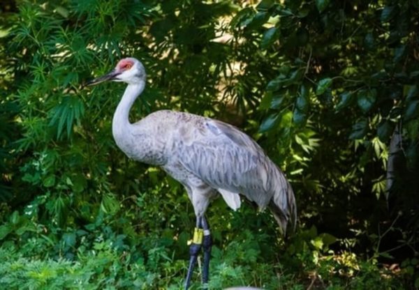50 Interesting Facts About Whooping Cranes: In-Depth!