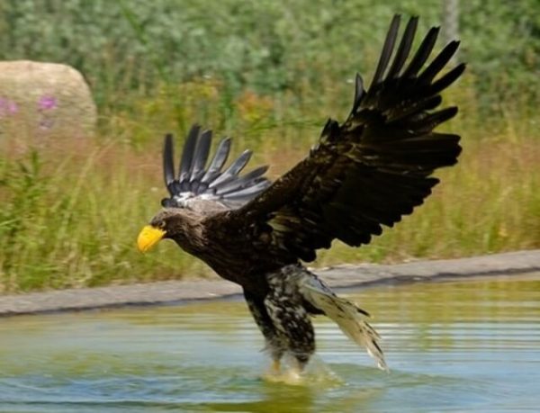 12 Birds of Prey That Eat Fish: An In-Depth Exploration!