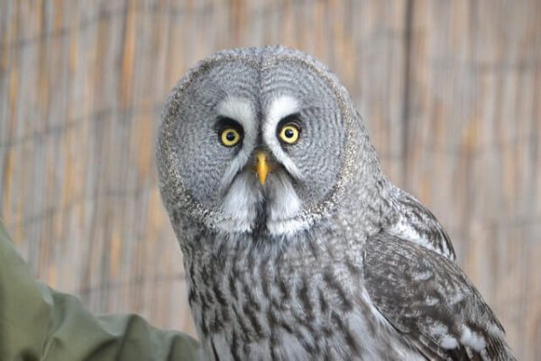 60 Fun Great Gray Owl Facts You Didn't Know!