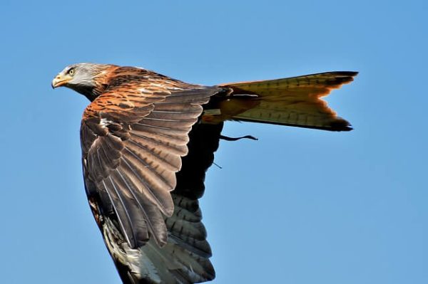 65 Fascinating Facts About Red Kites: Dive Into Nature!