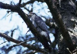 48 Northern Goshawk Fun Facts (The Ultimate Guide!) | Learn Bird Watching