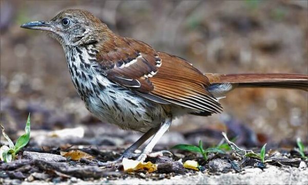 19 Birds That Eat Cicadas: A Delightful Dining Experience