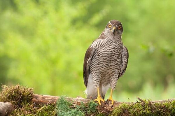 48 Northern Goshawk Fun Facts (The Ultimate Guide!)