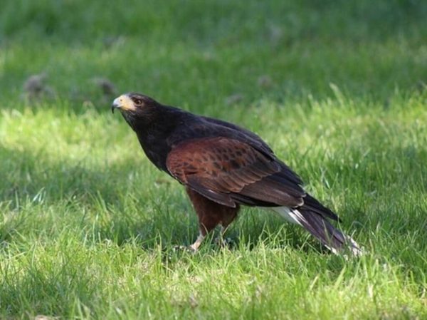 60 Facts About Harris Hawks: Expand Your Knowledge!