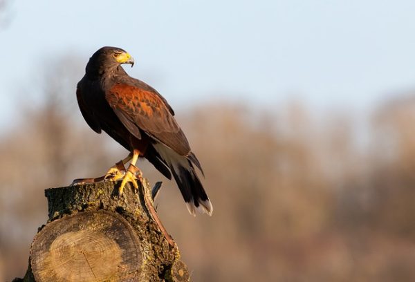 60 Facts About Harris Hawks: Expand Your Knowledge!